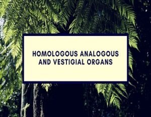 Homologous Analogous And Vestigial Organs | Important 2020