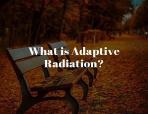 What is Adaptive Radiation?