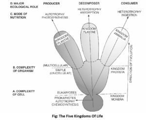 Five-Kingdom System of Classification | R.H.Whittaker (1969)