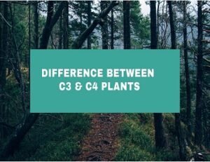 Important Difference Between C3 Plants And C4 Plants
