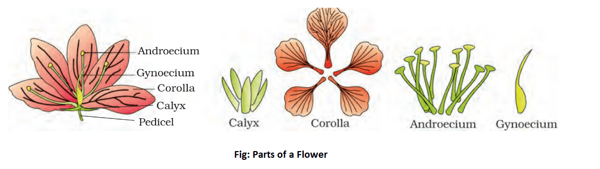 Essential and Non-essential Parts of the Flowers | Important