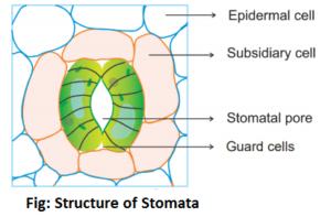 Mechanism of Stomatal Movement | Important Concept