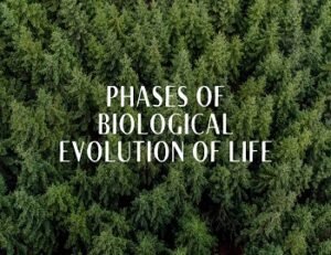 Important Phases of the biological evolution of life