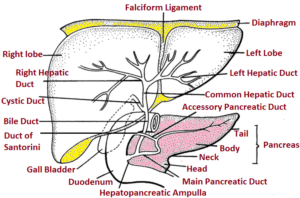 Structure Of Liver And Its Functions | Important