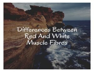 Differences Between Red And White Muscle Fibres | Important