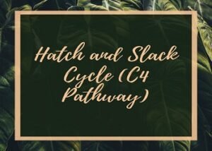 Hatch and Slack Cycle (C4 Pathway) | Biochemical Pathway
