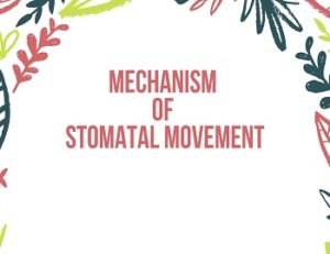 Mechanism of Stomatal Movement | Important Concept
