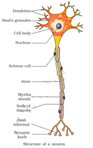 Structure of Neuron | Important for CBSE Exams