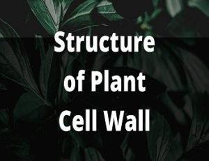 Structure of Plant Cell Wall | Important