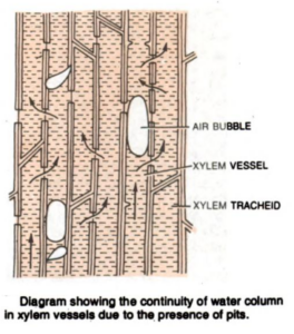 Cohesion-Tension and Transpiration Pull Theory