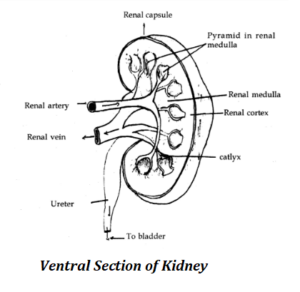 Anatomy of the Kidney
