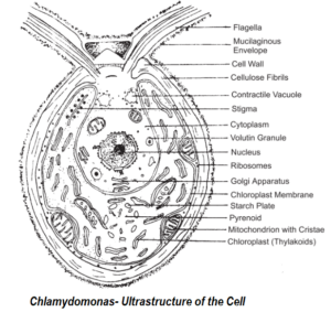 Important Features of Chlamydomonas