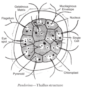Pandorina and Eudorina