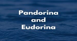 Pandorina and Eudorina